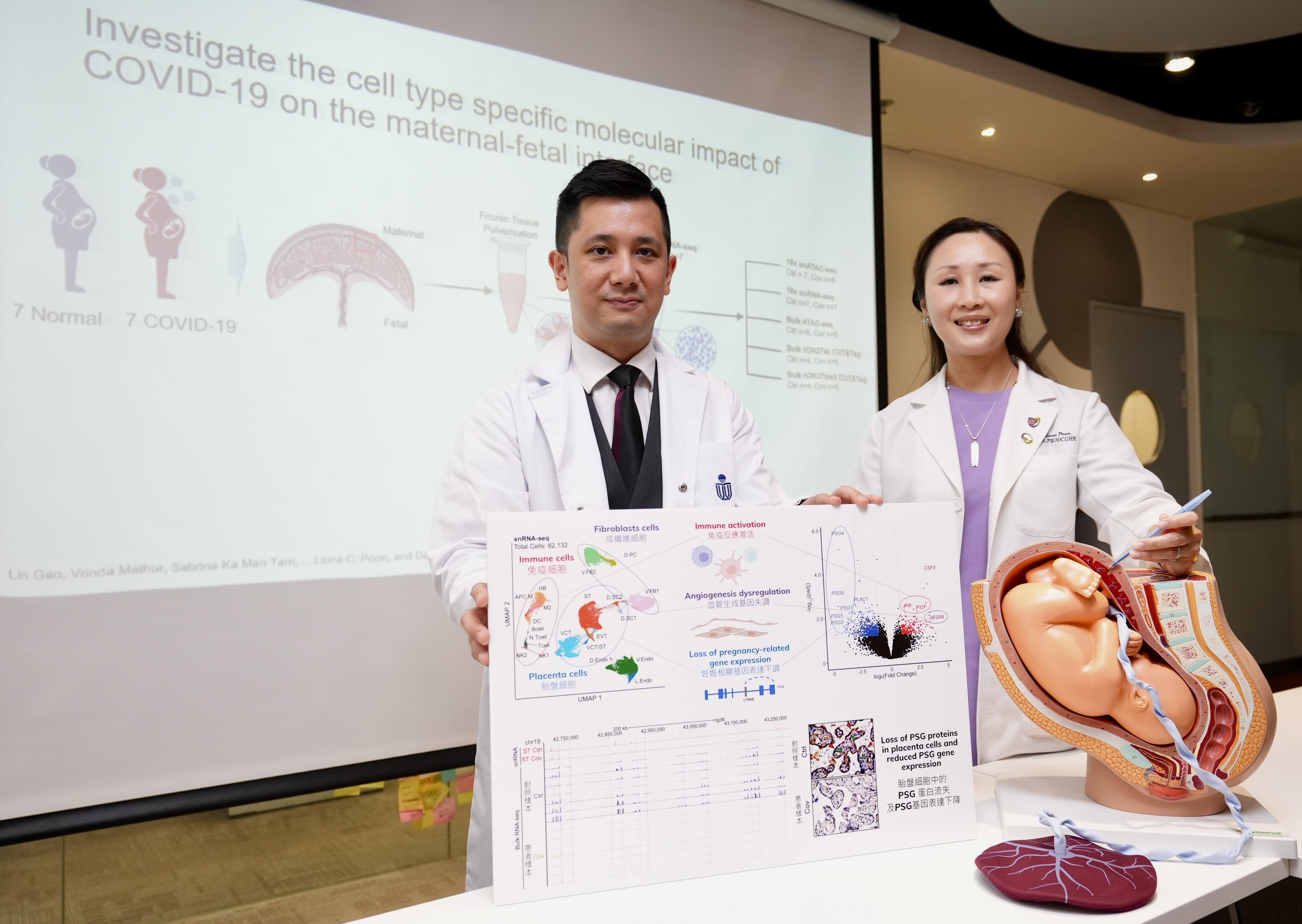 HKUST Researchers Find How Stem Cell Niche Guides Differentiation into ...