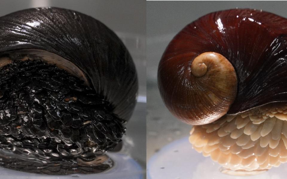 HKUST Researchers Unlock Genomic Secrets of Scaly-foot Snail Laying ...