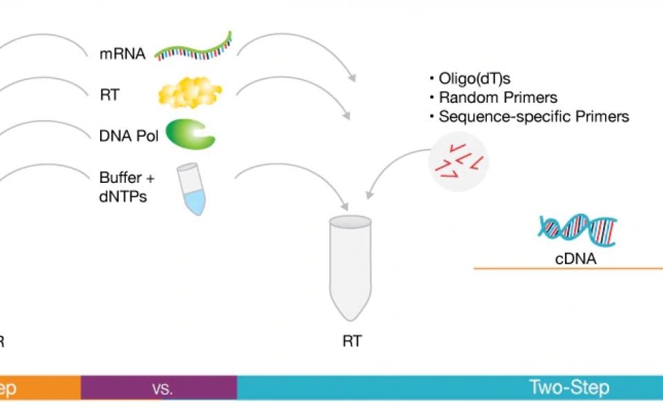The Science behind COVID-19 Testing | School of Science - The Hong Kong ...