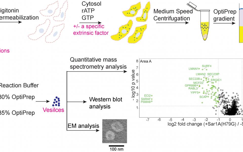 HKUST and PolyU researchers develop an in-vitro vesicle formation assay ...